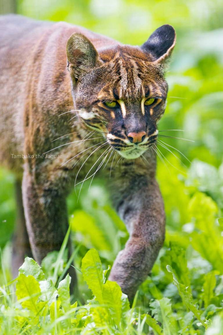 Small Wild Cat Conservation Foundation